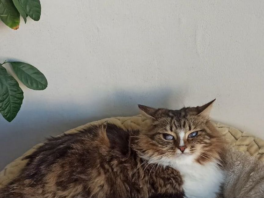 Очень ласковая кошка Мята