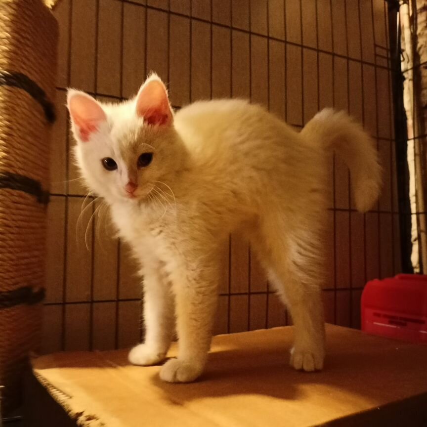 Белый котенок бесплатно