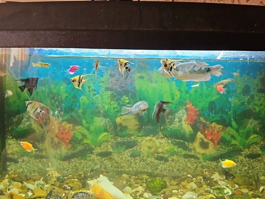 Аквариум 80л