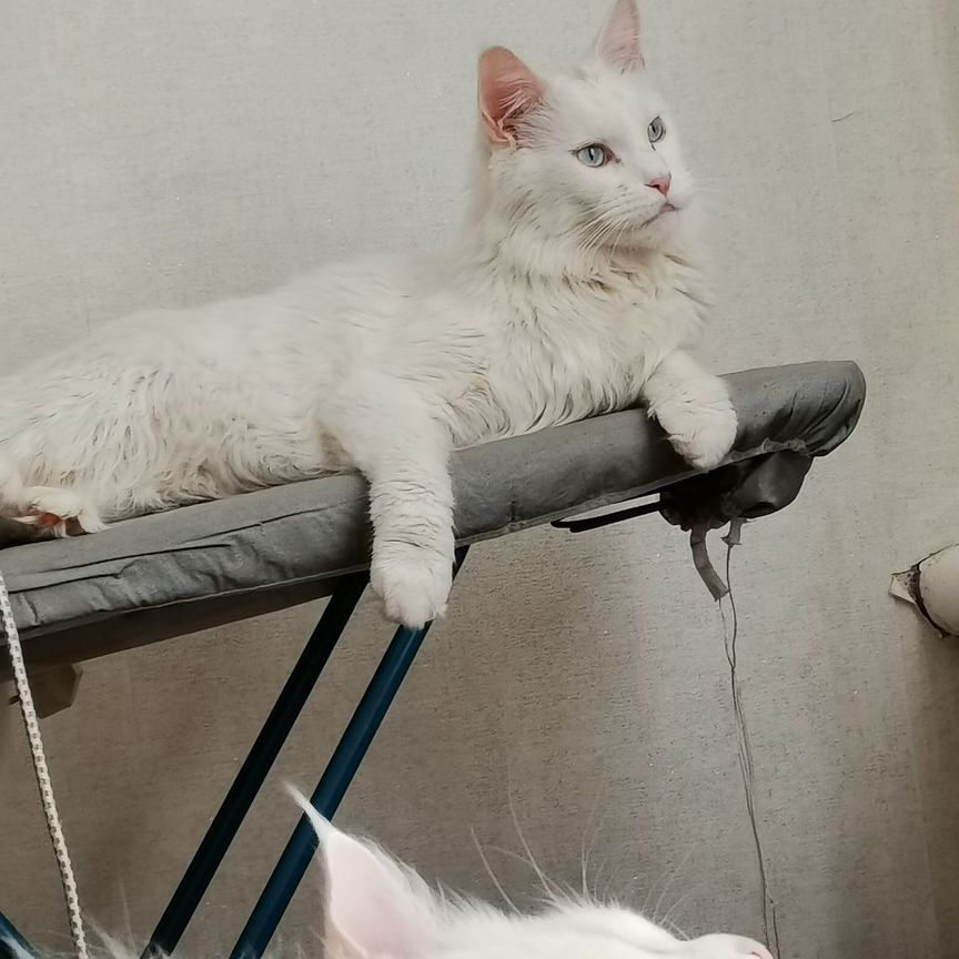 Мейн-кун белый