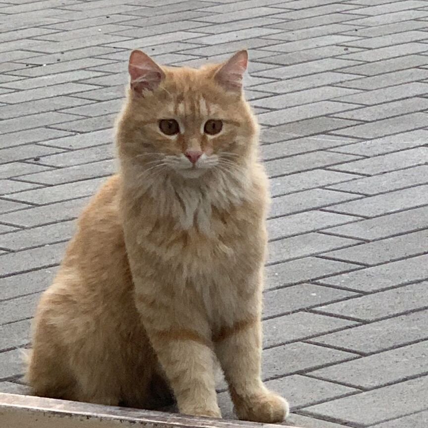 Кот рыжий бесплатно