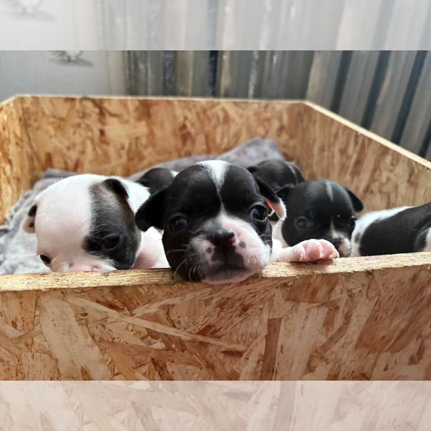 Французский бульдог, щенок