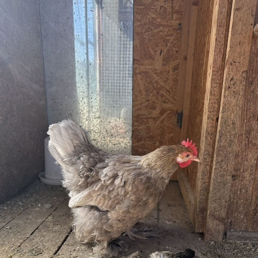 Карликовые,японские куры