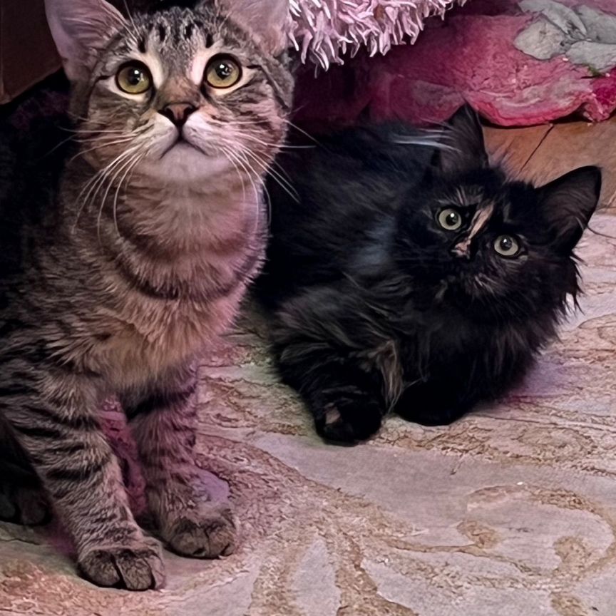 Манчкин котёнок