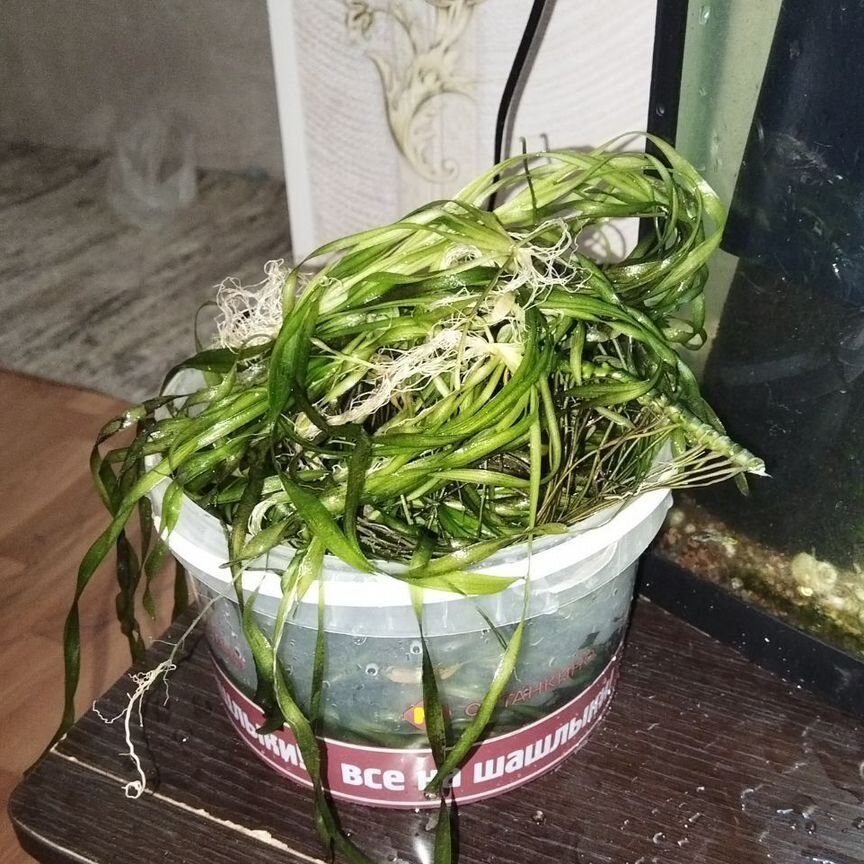 Валлиснерия спиральная