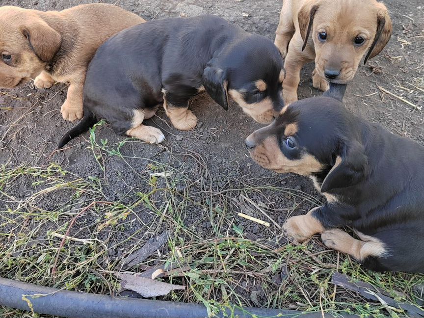 Щенки бесплатно в добрые руки такса