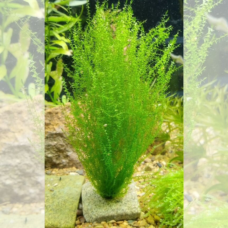 Мох для аквариума