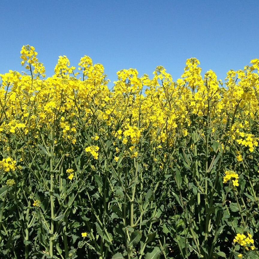 Масло рапсовое техническое