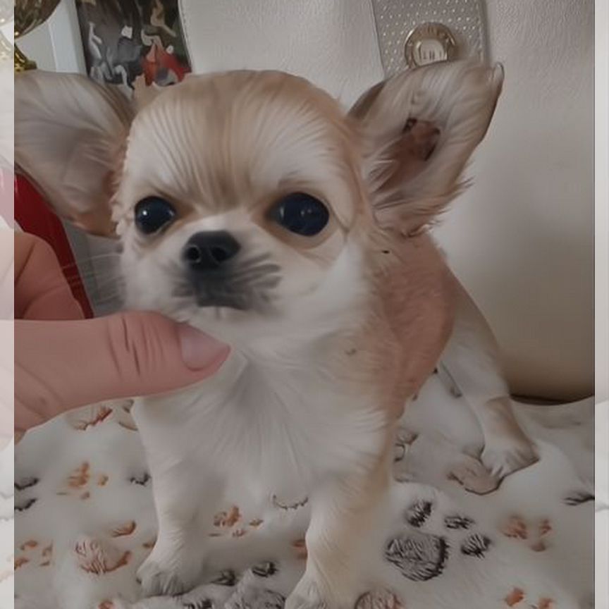 Чихуахуа, щенок