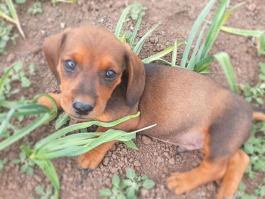 Продам щенков таксы