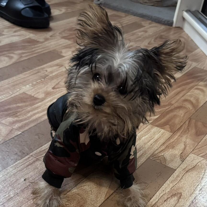 Йоркширский терьер, щенок