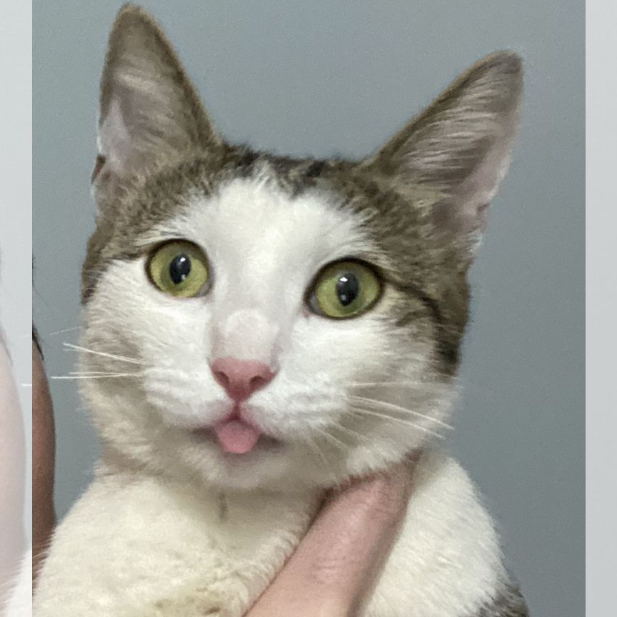 Котик ищет дом