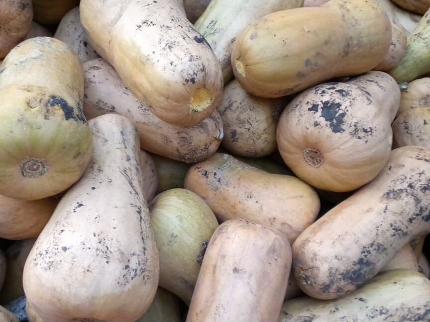 Тыква кормовая