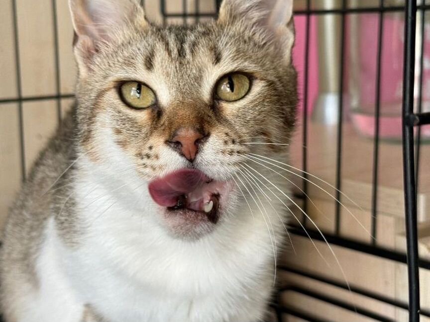 Стерилизованная Лора ответственным людям