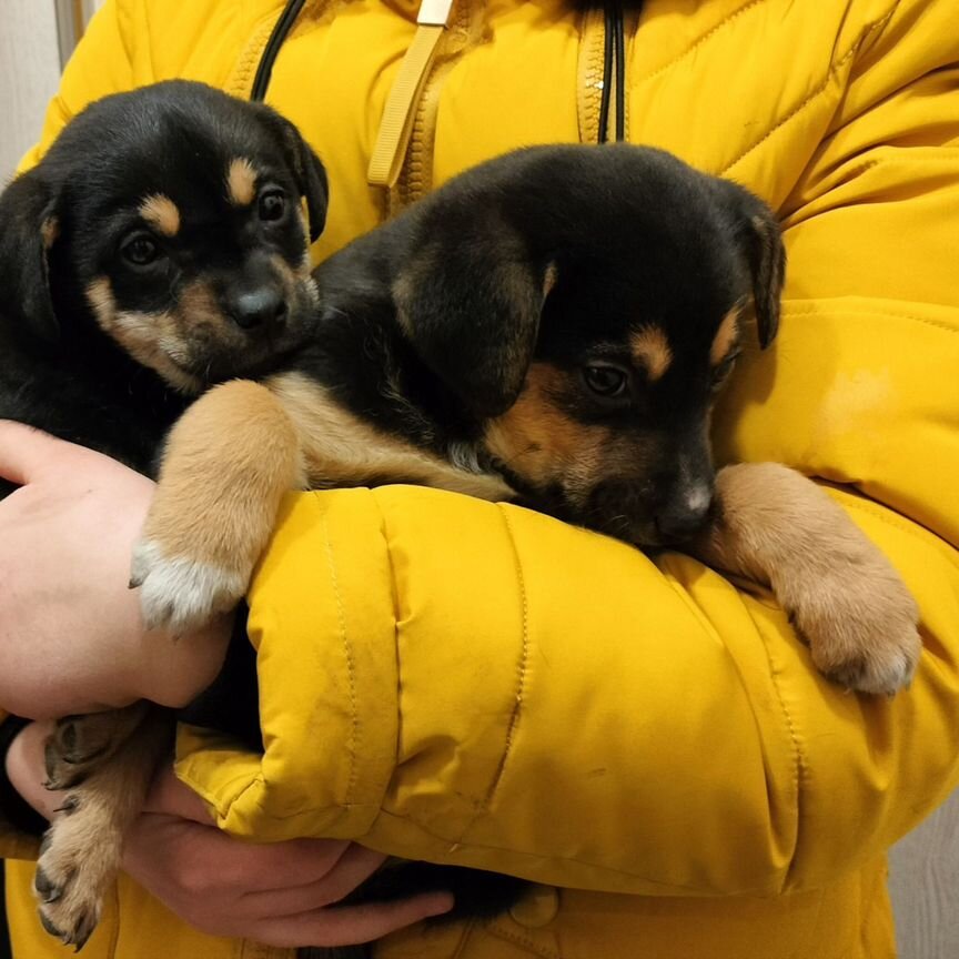 Щенки, собаки помесные