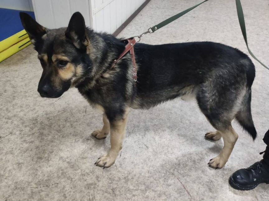 Восточноевропейская овчарка