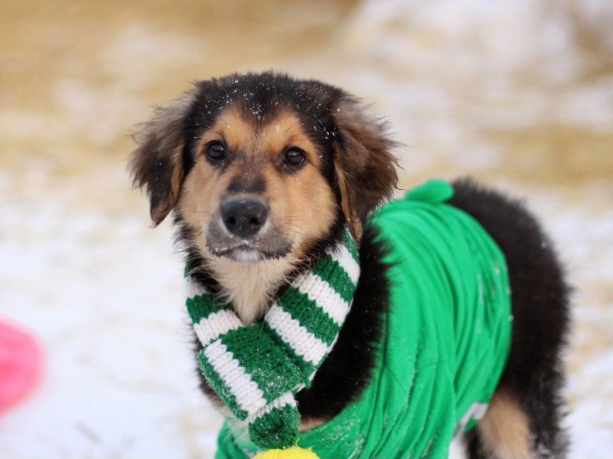 Мистер мохнатые ушки, щенок Лео, в дар