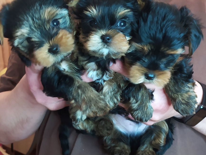 Продаются щенки йоркширского терьера