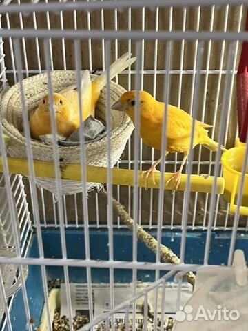 Кенор конорейка