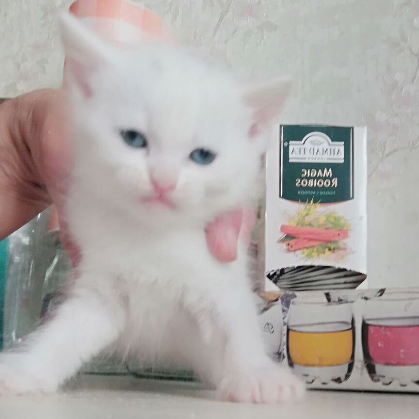 Котята