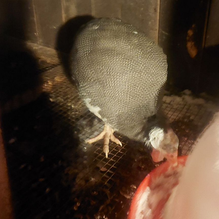 Цесарки птица