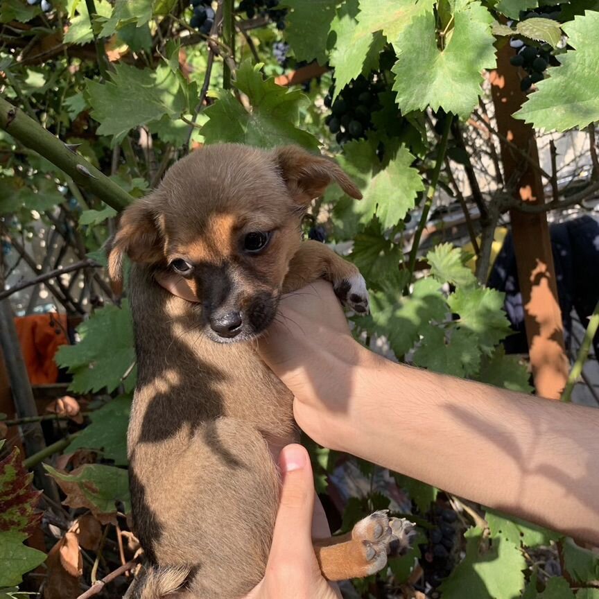 Отдам бесплатно