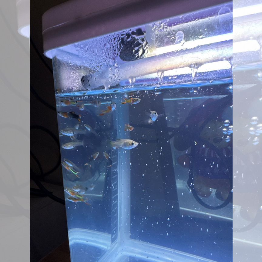 Аквариумные рыбки