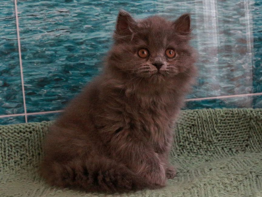 Британская полудлинношёрстная кошечка 2,5 мес