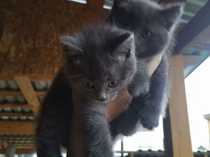 Шотландские прямоухие котята