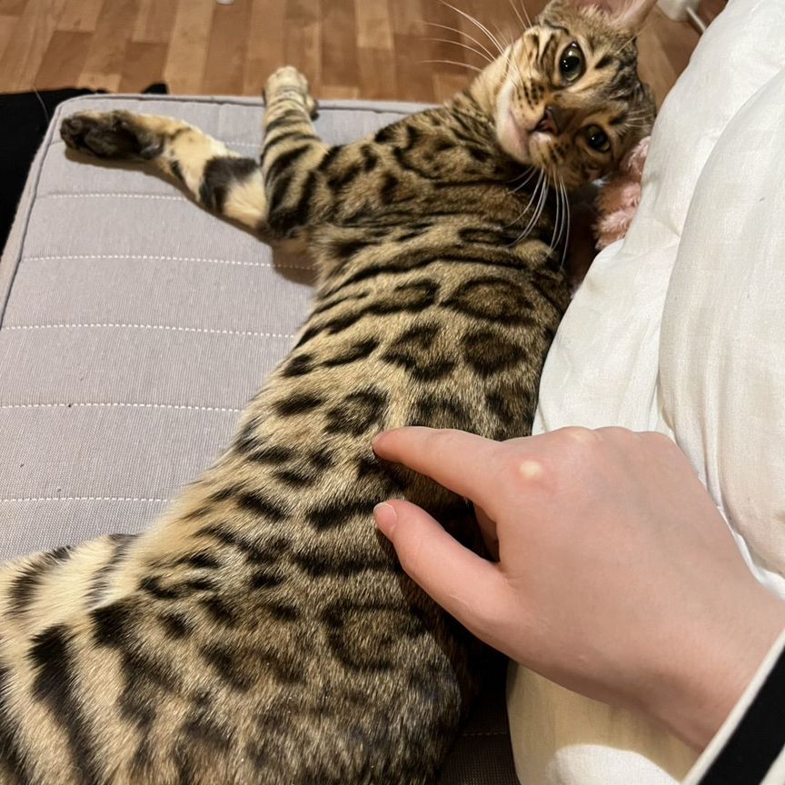 Бенгальская