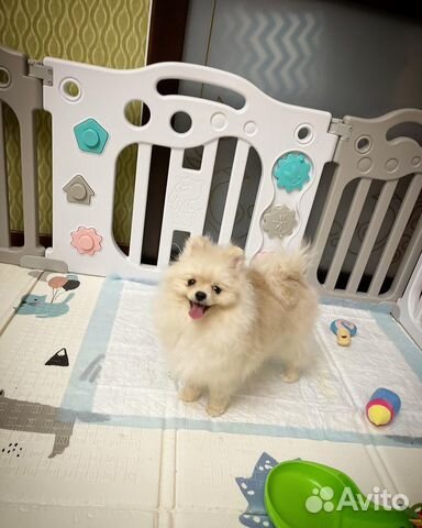 Кремовая малышка померанка