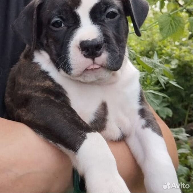 Тигровая красотка Амстаффа бронь РКФ