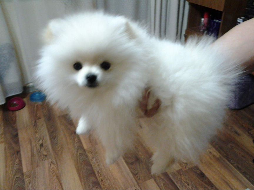 Молодая девочка - белый шпиц