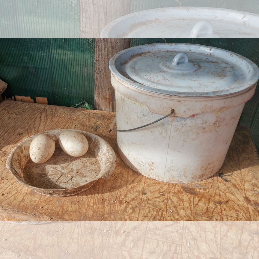 Инкубационное яйцо