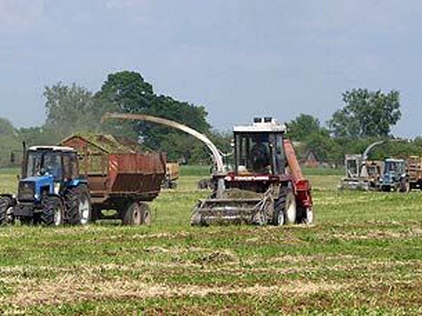 Силос клевер + тимофеевка + люцерна 2023