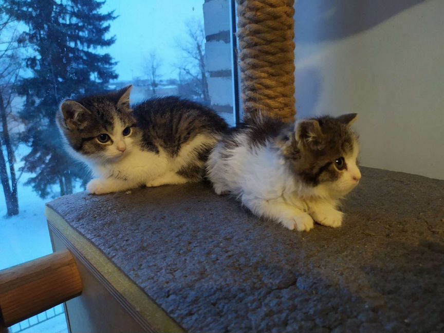 Полосатый котенок из приюта,бездомный котенок