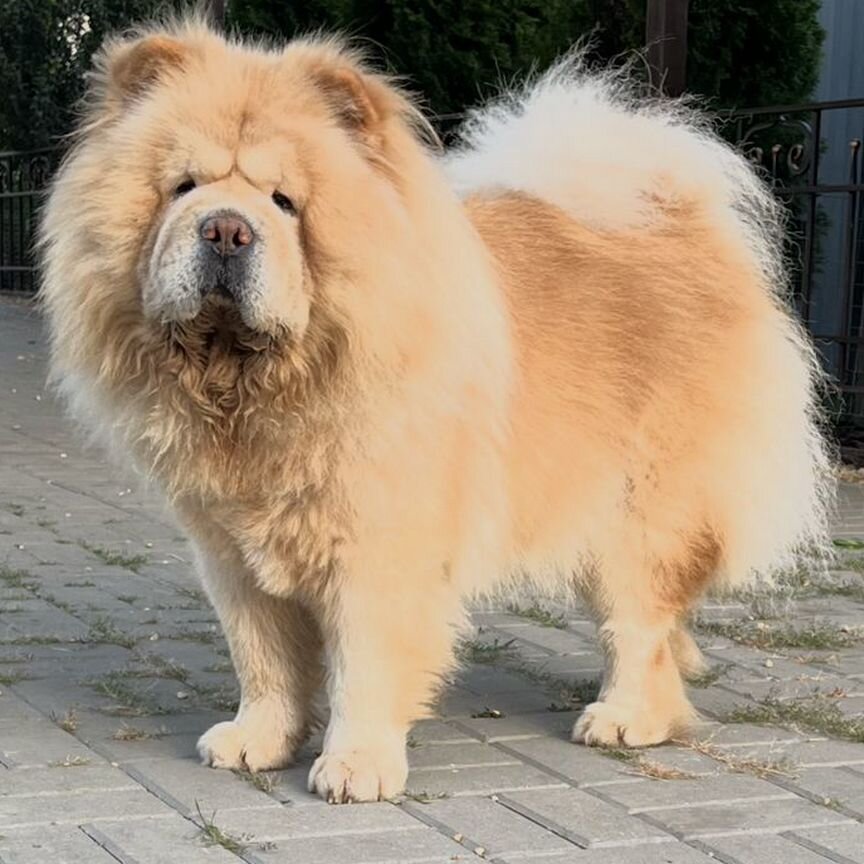 Чау-чау, взрослый пёс