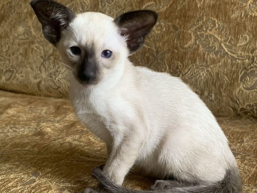 Ориентальные котята