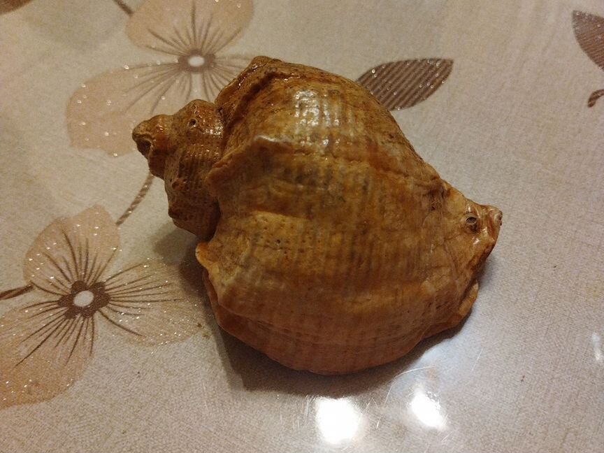 Ракушка с крабиком из Бердянска