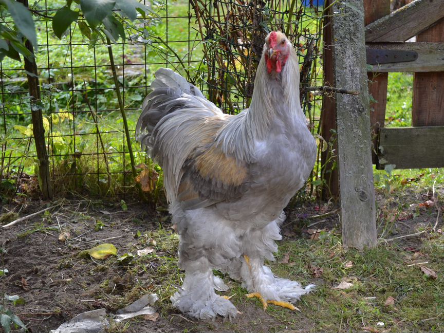 Брама изабелла, цыплята, инк. яйцо