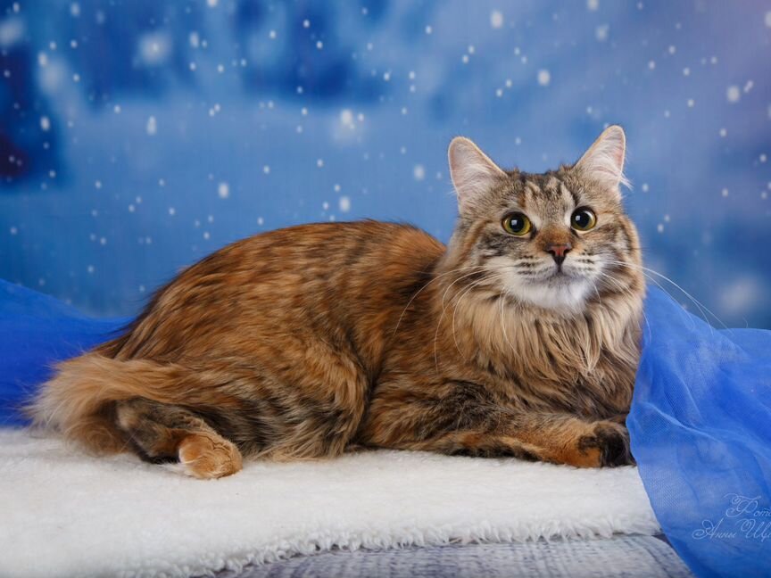 Клубная Кошечка курильского бобтейла