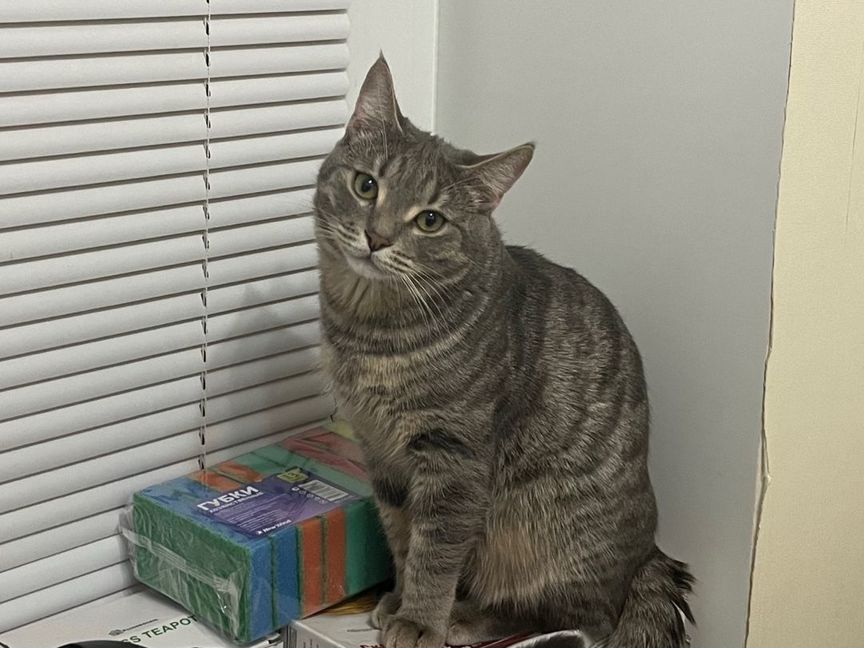 Кот, 10 месяцев