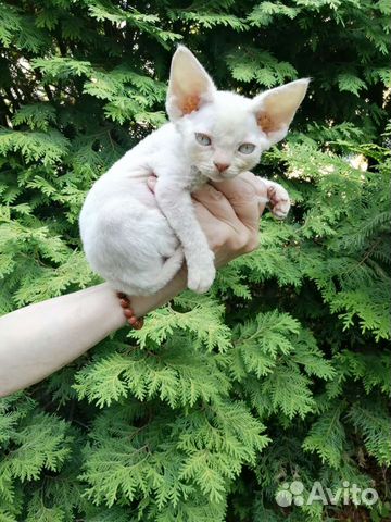 Котята девон-рекс