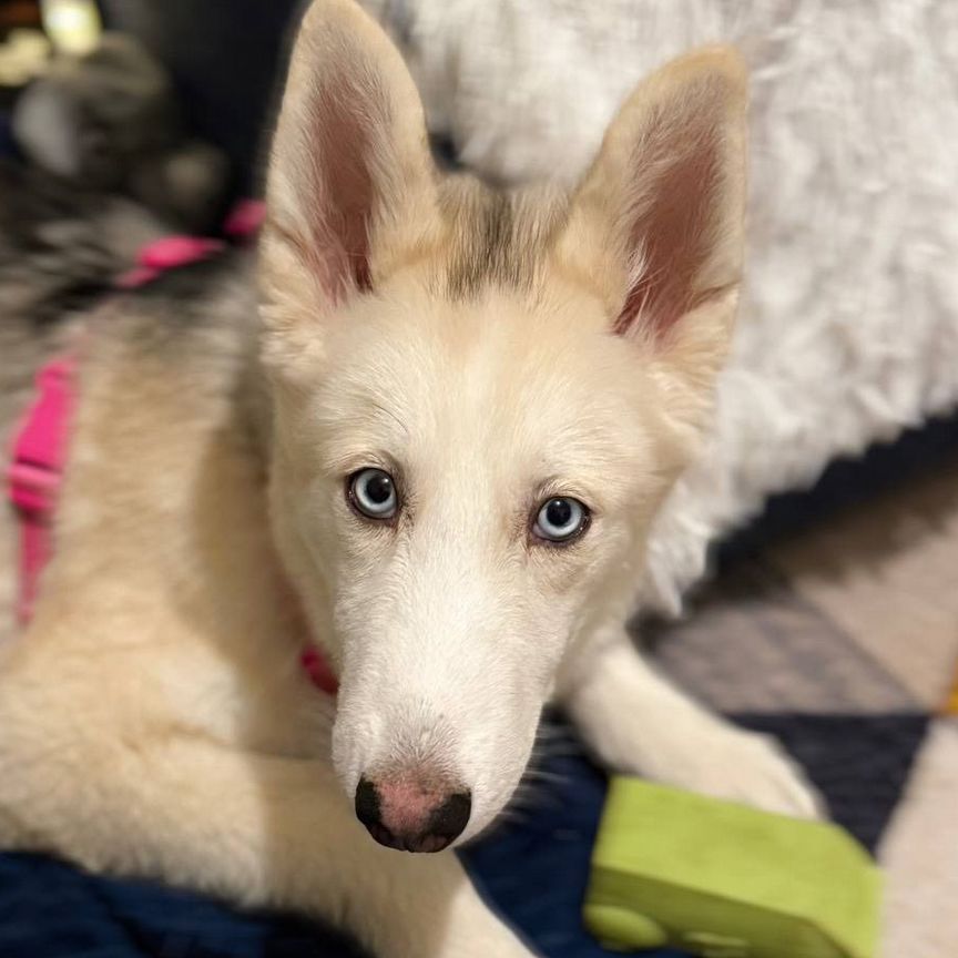 Щенок хаски в добрые руки бесплатно