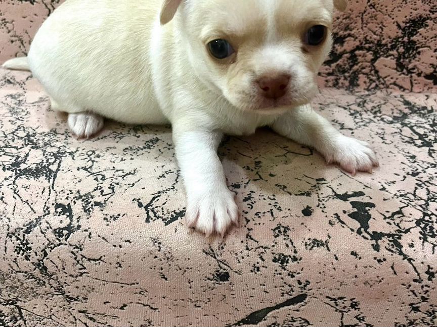 Продажа Чихмальчишек