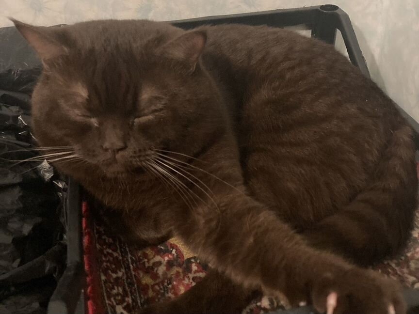 Кот шотландец вязка