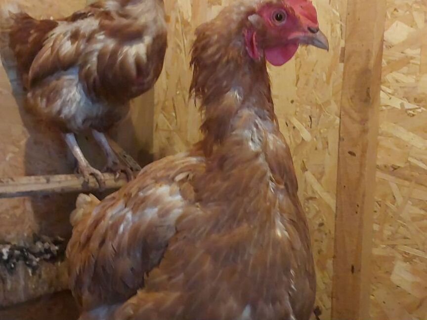 Курочки домашние