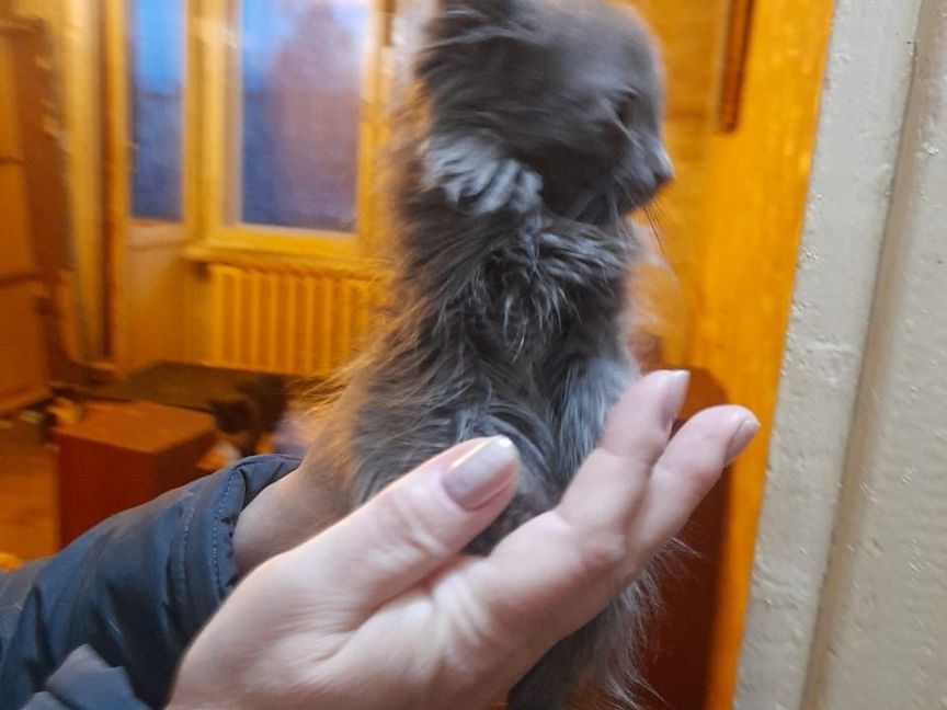 Котята и кошки