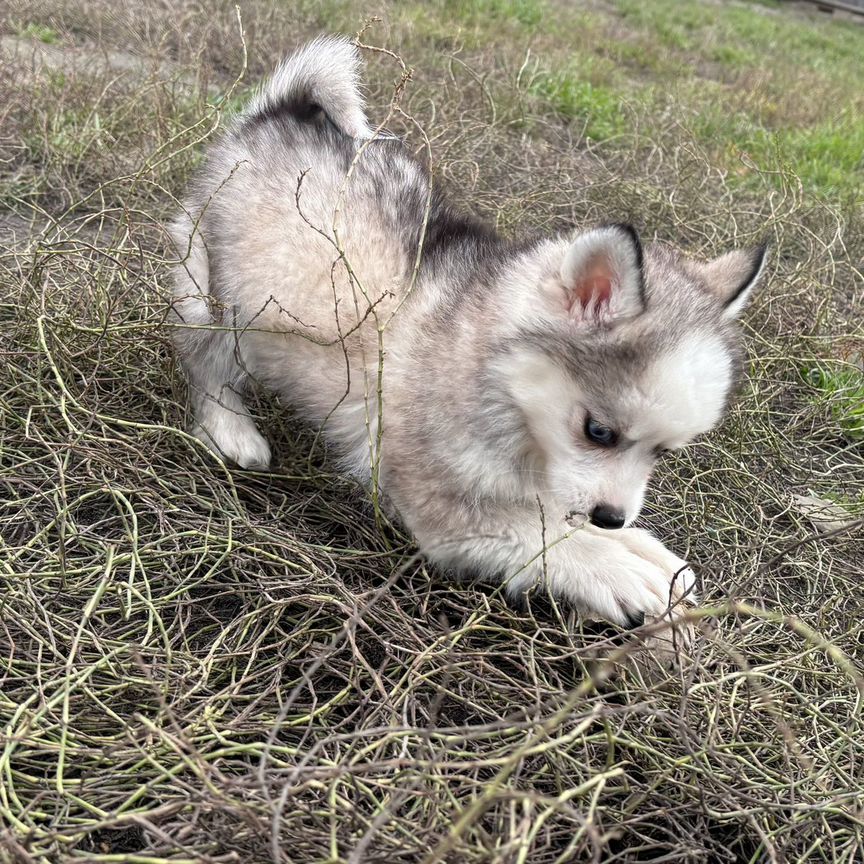 Щенки Помски