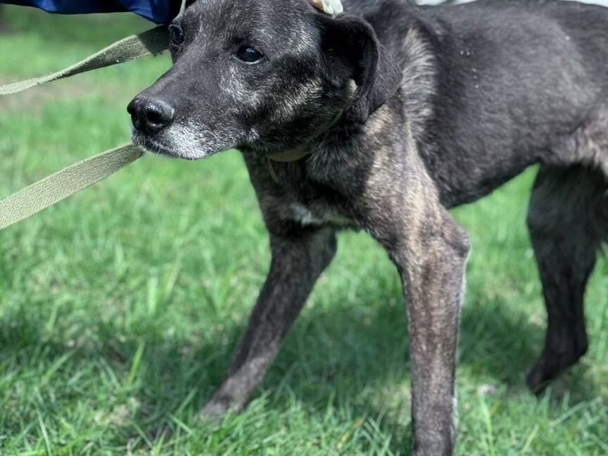 Старушка Буча ждет вас в приюте Некрасовка